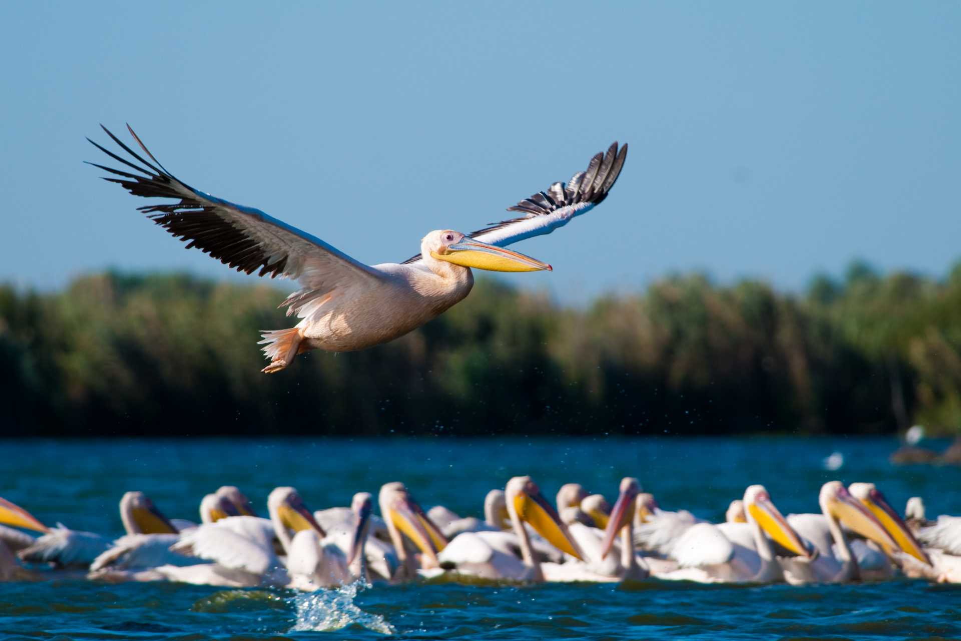 Why you should visit the Danube Delta and how to get there